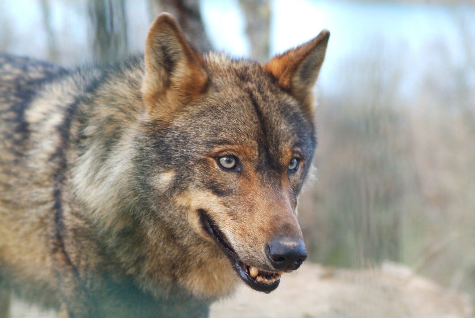 The Iberian Wolf: A Rare Glimpse Into the Wild Heart of the Highlands ...